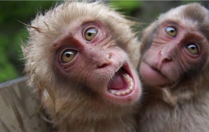 Ученые в Кении установили размеры самой маленькой в истории ...