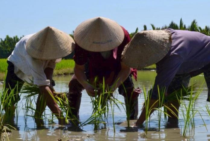 Аварія на АЕС «Фукусіма»: в постраждалих районах поновили вирощування рису